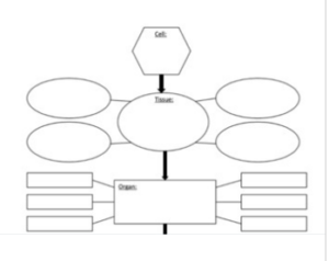 6th Science Lesson Levels of Cell Organization OAS 6.LS1.3 NGSS MS-LS1 ...