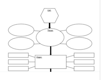 6th Science Lesson Levels of Cell Organization OAS 6.LS1.3 NGSS MS-LS1 ...