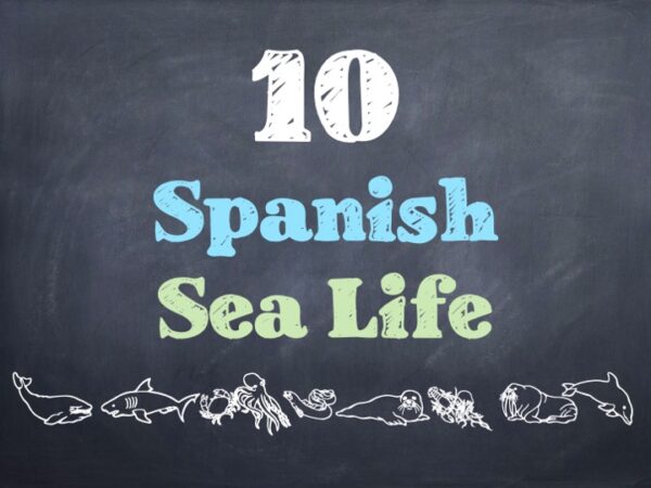 10 Common Spanish Sea Life PowerPoint | Made By Teachers