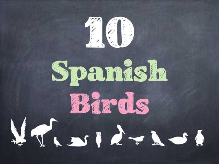 10 Common Spanish Birds PowerPoints | Made By Teachers