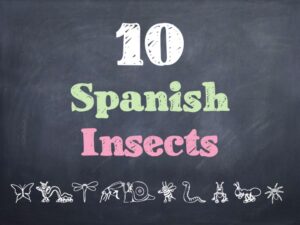 10 Common Spanish Insects PowerPoints | Made By Teachers