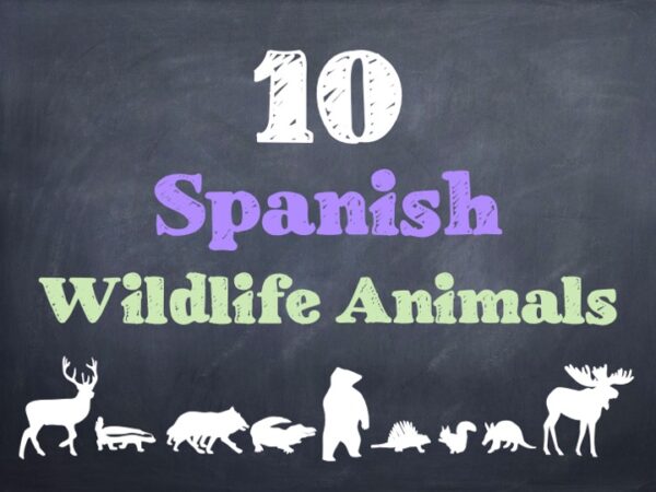 10 Common Spanish Wildlife Animals PowerPoint - Made By Teachers