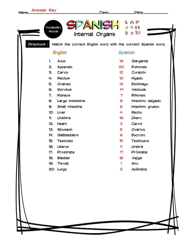 Spanish Internal Organs Vocabulary Matching Worksheet & Answer Key ...