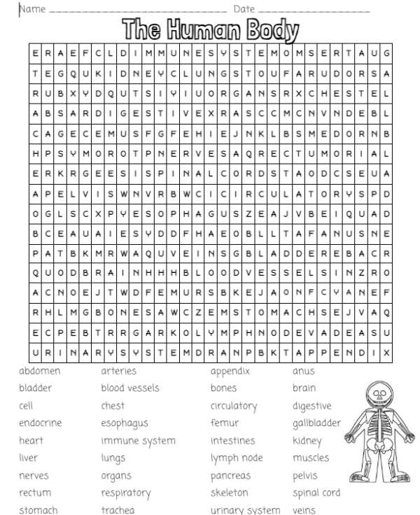 The Human Body Word Search Made By Teachers The Human Body Word Search Made By Teachers
