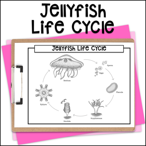 Jellyfish Life Cycle | Made By Teachers