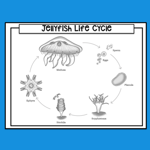 Jellyfish Life Cycle | Made By Teachers