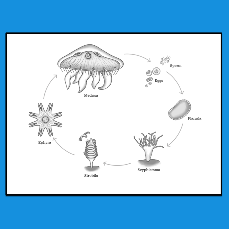 Jellyfish Life Cycle | Made By Teachers