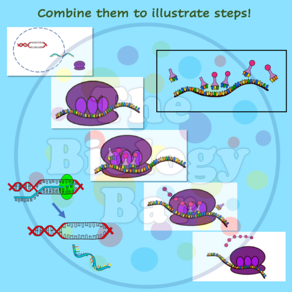 Protein Synthesis Clip Art | Made By Teachers