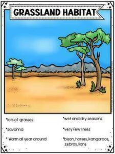 habitat posters | Made By Teachers