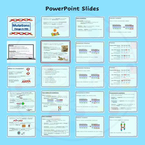 DNA Mutations PPT and Student Guided Notes | Made By Teachers