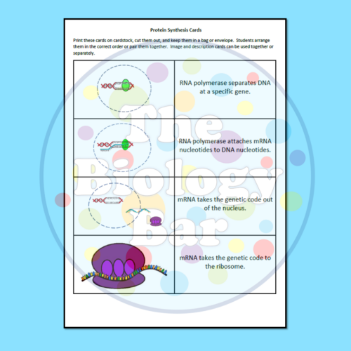 Protein Synthesis Matching and Sequencing Cards | Made By Teachers