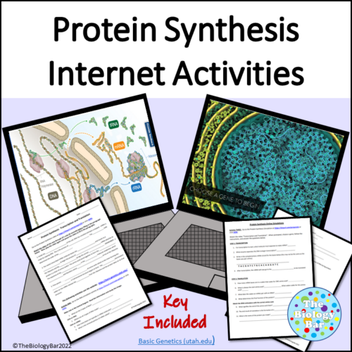 Protein Synthesis Internet Activities Digital and Printable | Made By ...