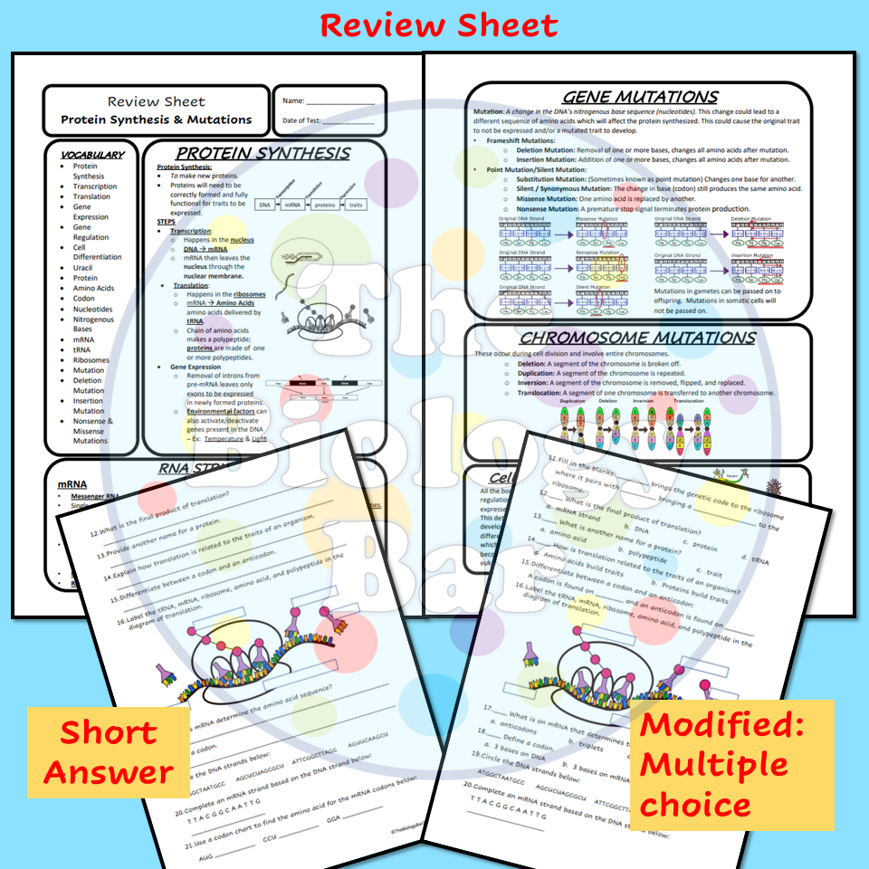 Protein Synthesis and Mutations Review and Test Modified and Digital ...