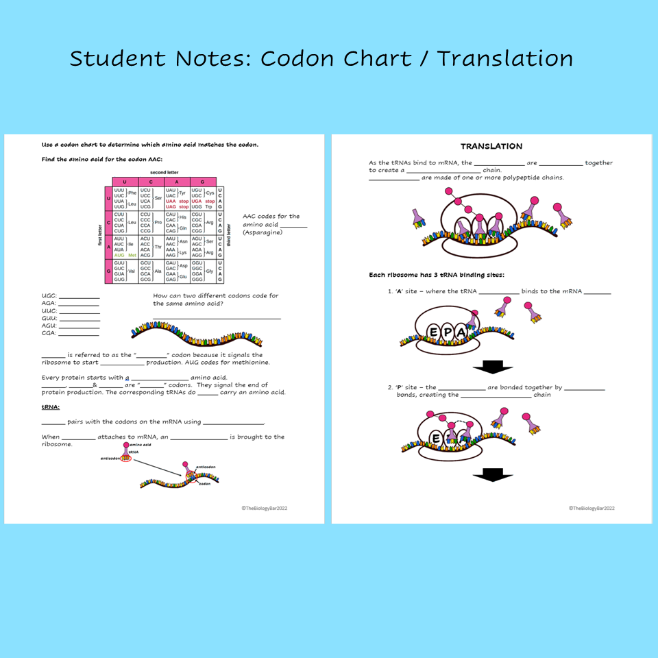 Protein Synthesis PPT & Student Notes digital too | Made By Teachers