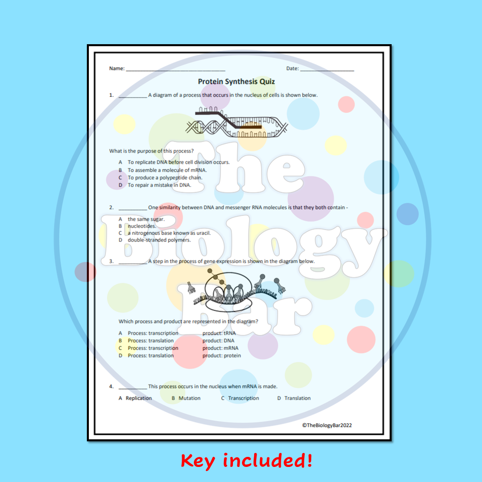 Protein Synthesis Quiz printable and digital | Made By Teachers