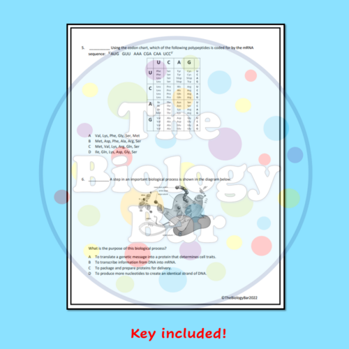 Protein Synthesis Quiz printable and digital | Made By Teachers
