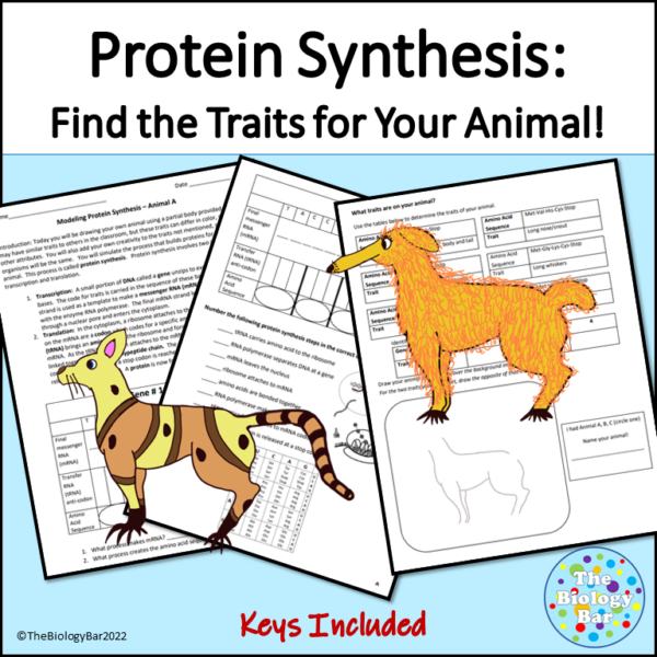 Protein Synthesis to Determine and Draw Traits for Your Animal | Made ...