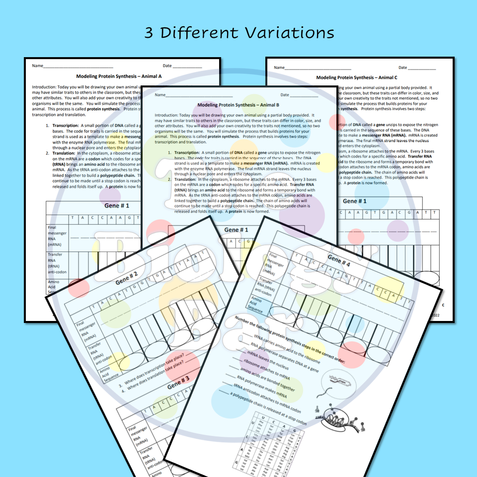 Protein Synthesis to Determine and Draw Traits for Your Animal | Made ...