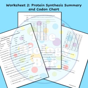 Protein Synthesis Worksheets Printable and Digital | Made By Teachers