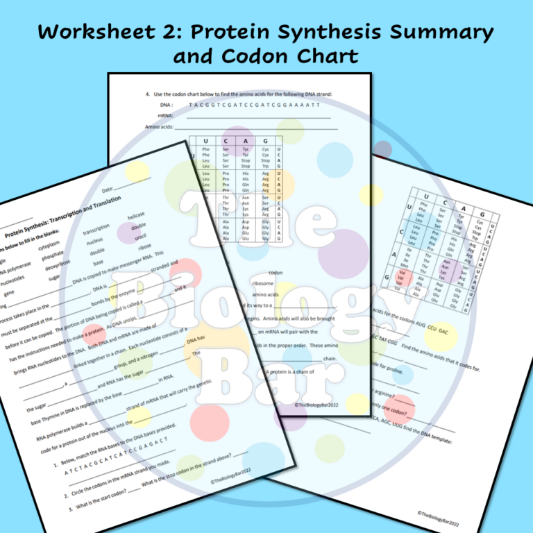 Protein Synthesis Worksheets Printable and Digital | Made By Teachers