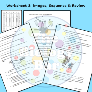 Protein Synthesis Worksheets Printable and Digital | Made By Teachers