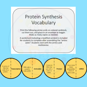 Protein Synthesis Vocabulary Amino Acid Chain | Made By Teachers