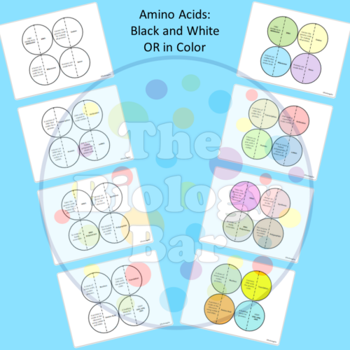 Protein Synthesis Vocabulary Amino Acid Chain | Made By Teachers