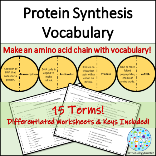 Protein Synthesis Vocabulary Amino Acid Chain | Made By Teachers