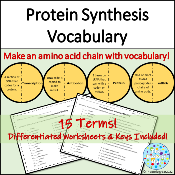 Protein Synthesis Vocabulary Amino Acid Chain | Made By Teachers