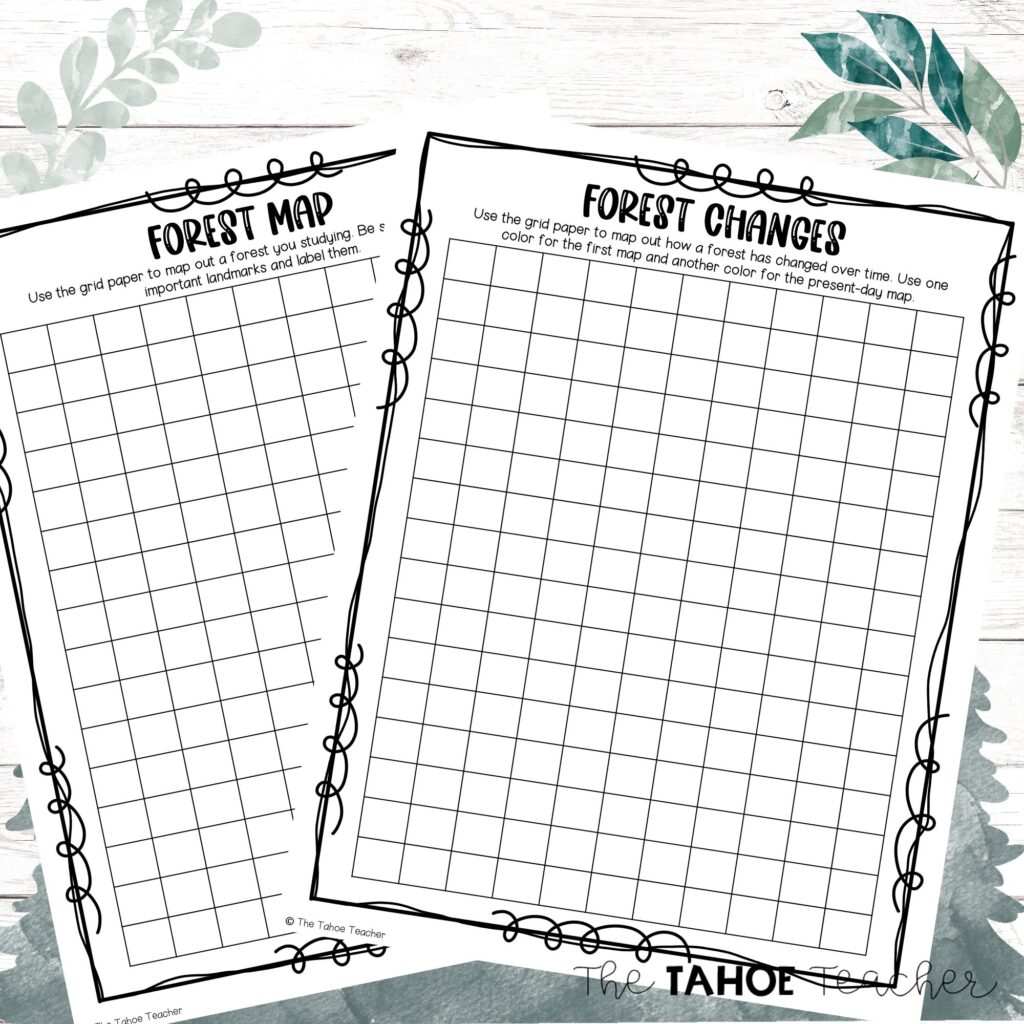 Forest Inquiry / Phenomenon-Based Learning Unit | Made By Teachers