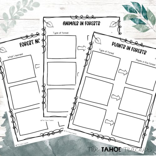 Forest Inquiry / Phenomenon-Based Learning Unit | Made By Teachers