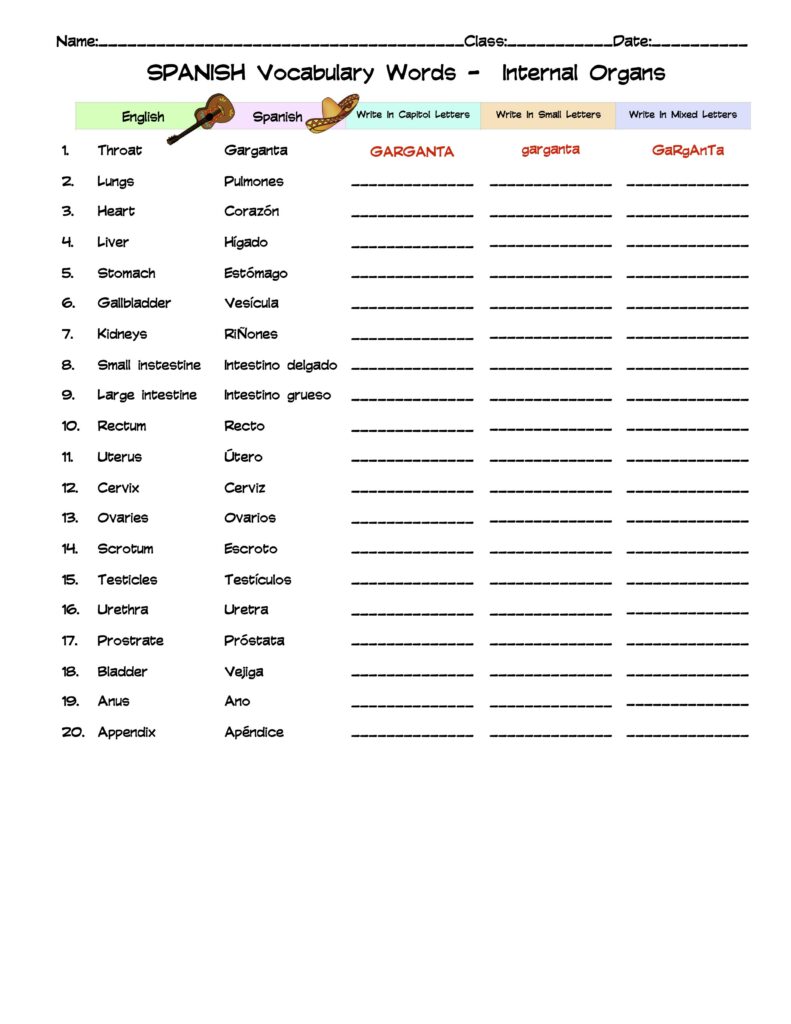 Spanish Internal Organs Vocabulary Word List Column Worksheet | Made By ...
