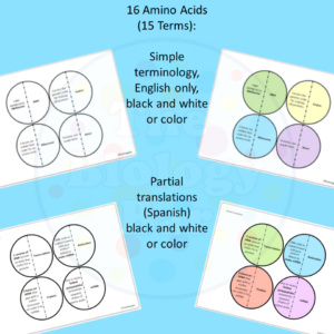 ESL Biology Protein Synthesis Vocabulary Amino Acid Chain | Made By ...