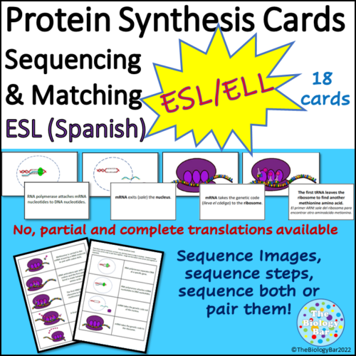 ESL Biology Protein Synthesis Matching and Sequencing Cards | Made By ...