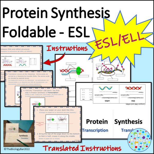 ESL Biology Protein Synthesis Foldable | Made By Teachers