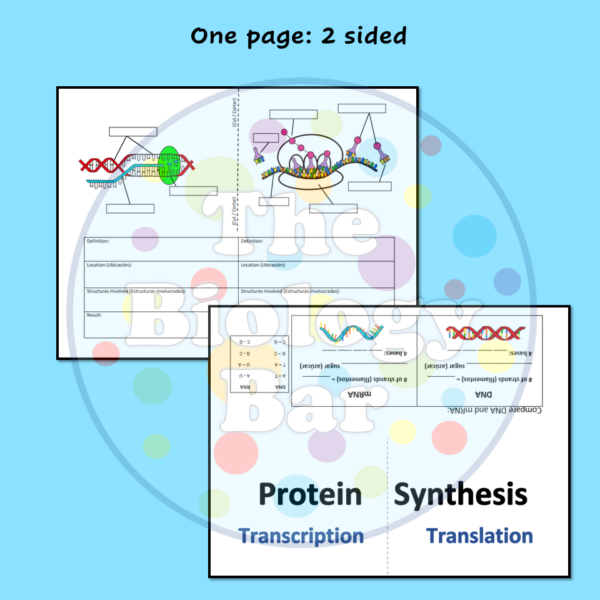 ESL Biology Protein Synthesis Foldable | Made By Teachers