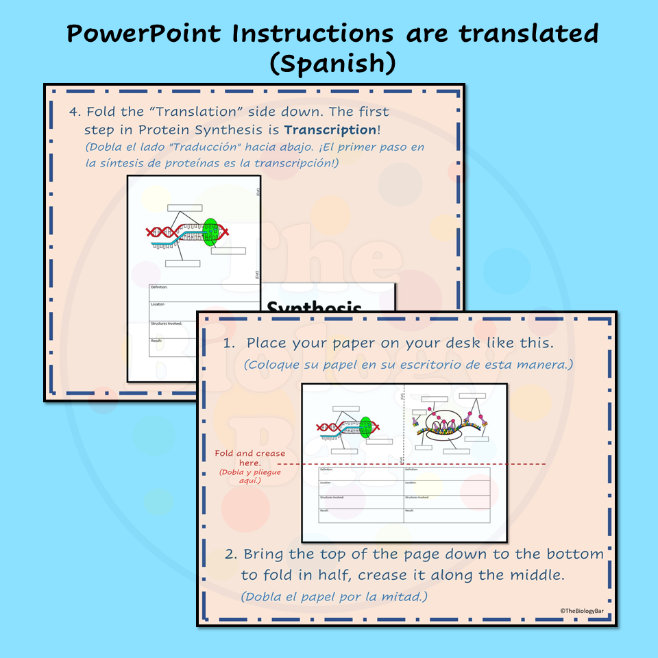 ESL Biology Protein Synthesis Foldable | Made By Teachers