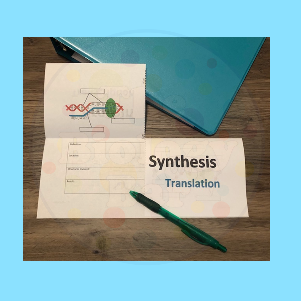 ESL Biology Protein Synthesis Foldable | Made By Teachers
