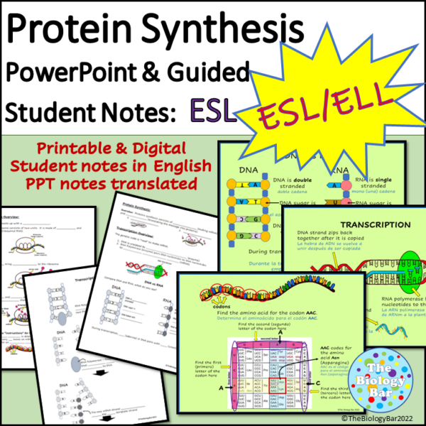 ESL Biology Protein Synthesis PPT & Student Notes digital too | Made By ...