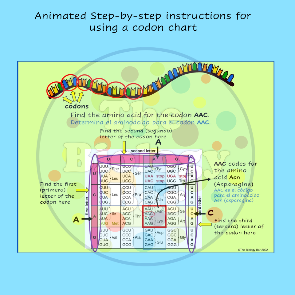 ESL Biology Protein Synthesis PPT & Student Notes digital too | Made By ...