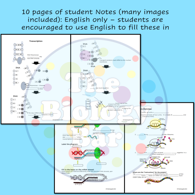 ESL Biology Protein Synthesis PPT & Student Notes digital too | Made By ...