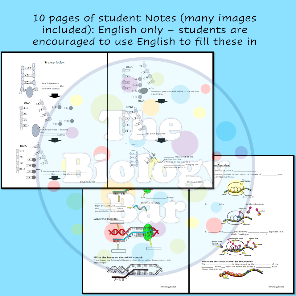 ESL Biology Protein Synthesis PPT & Student Notes digital too | Made By ...