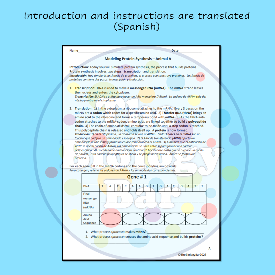 ESL Biology Protein Synthesis to Draw Traits for Your Animal | Made By ...
