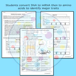 ESL Biology Protein Synthesis to Draw Traits for Your Animal | Made By ...