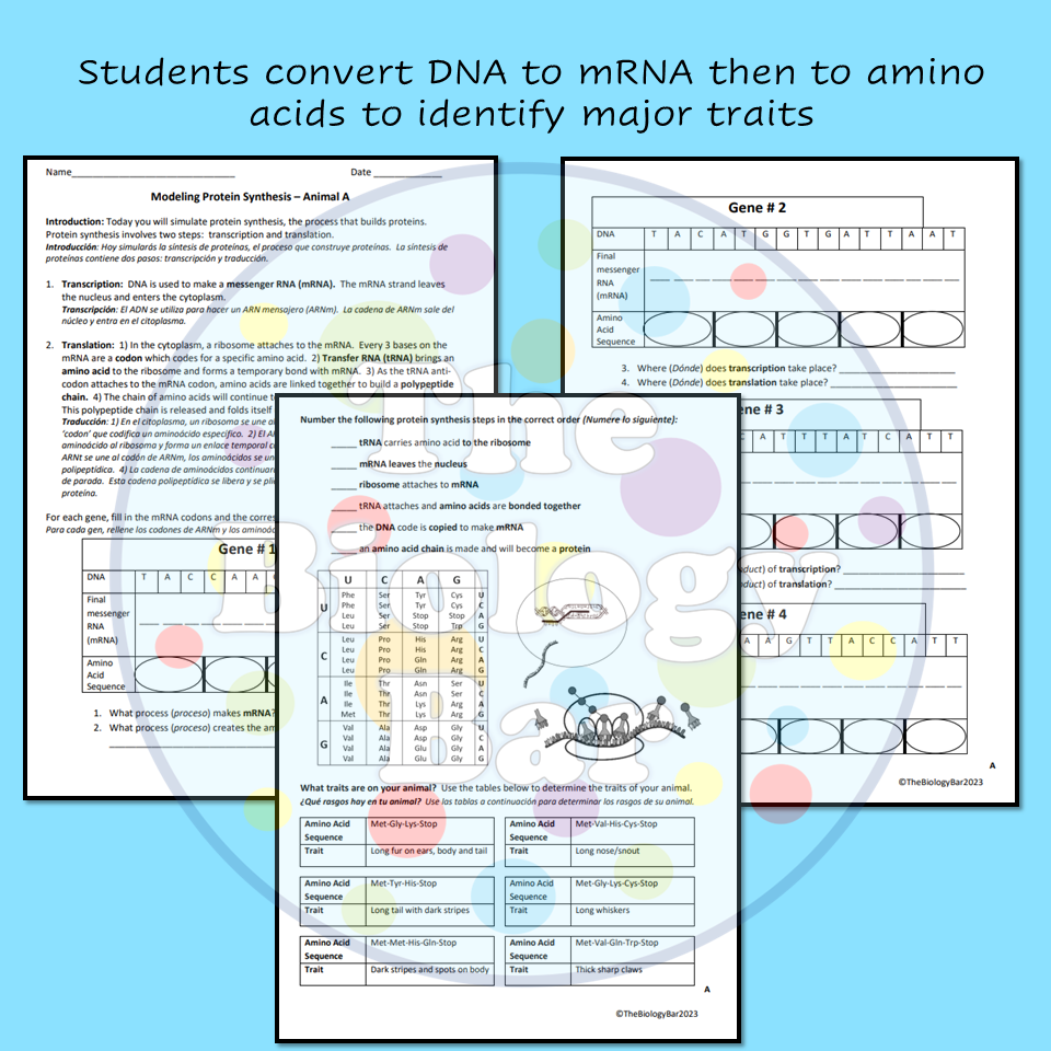 ESL Biology Protein Synthesis to Draw Traits for Your Animal | Made By ...