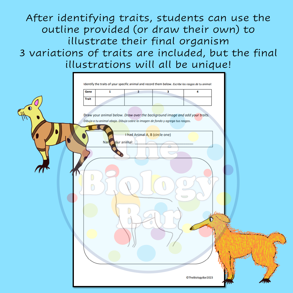 ESL Biology Protein Synthesis to Draw Traits for Your Animal | Made By ...