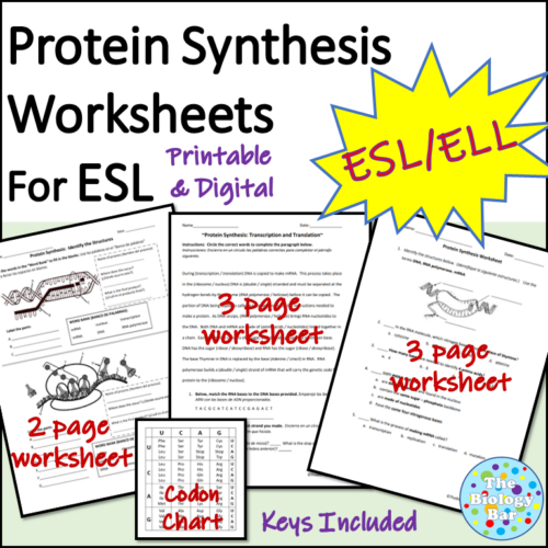 ESL Biology Protein Synthesis Worksheets Printable and Digital | Made ...