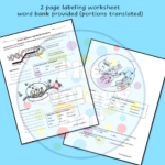 ESL Biology Protein Synthesis Worksheets Printable and Digital | Made ...