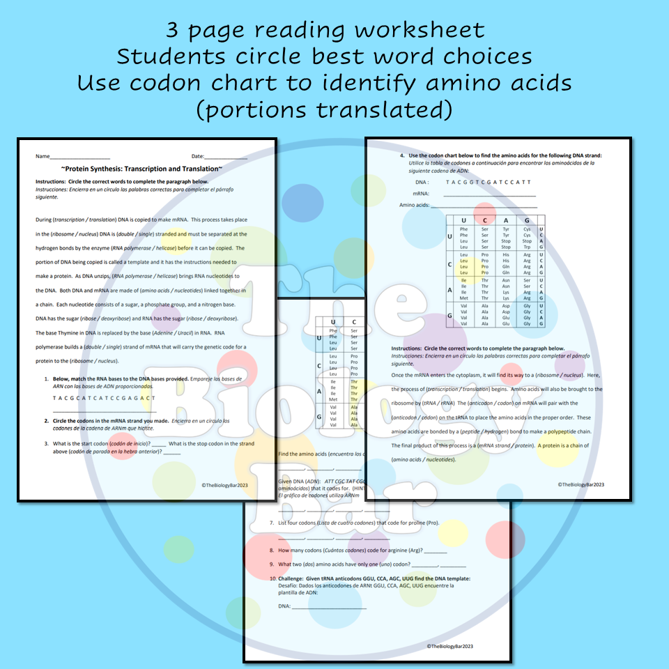 ESL Biology Protein Synthesis Worksheets Printable and Digital | Made ...