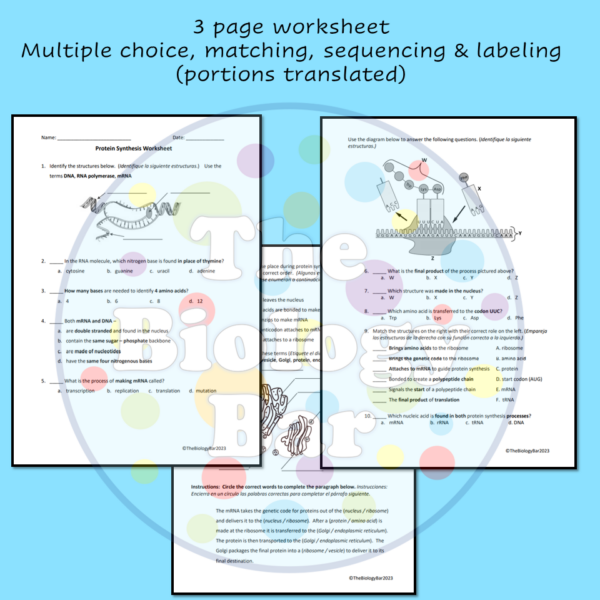 ESL Biology Protein Synthesis Worksheets Printable and Digital | Made ...